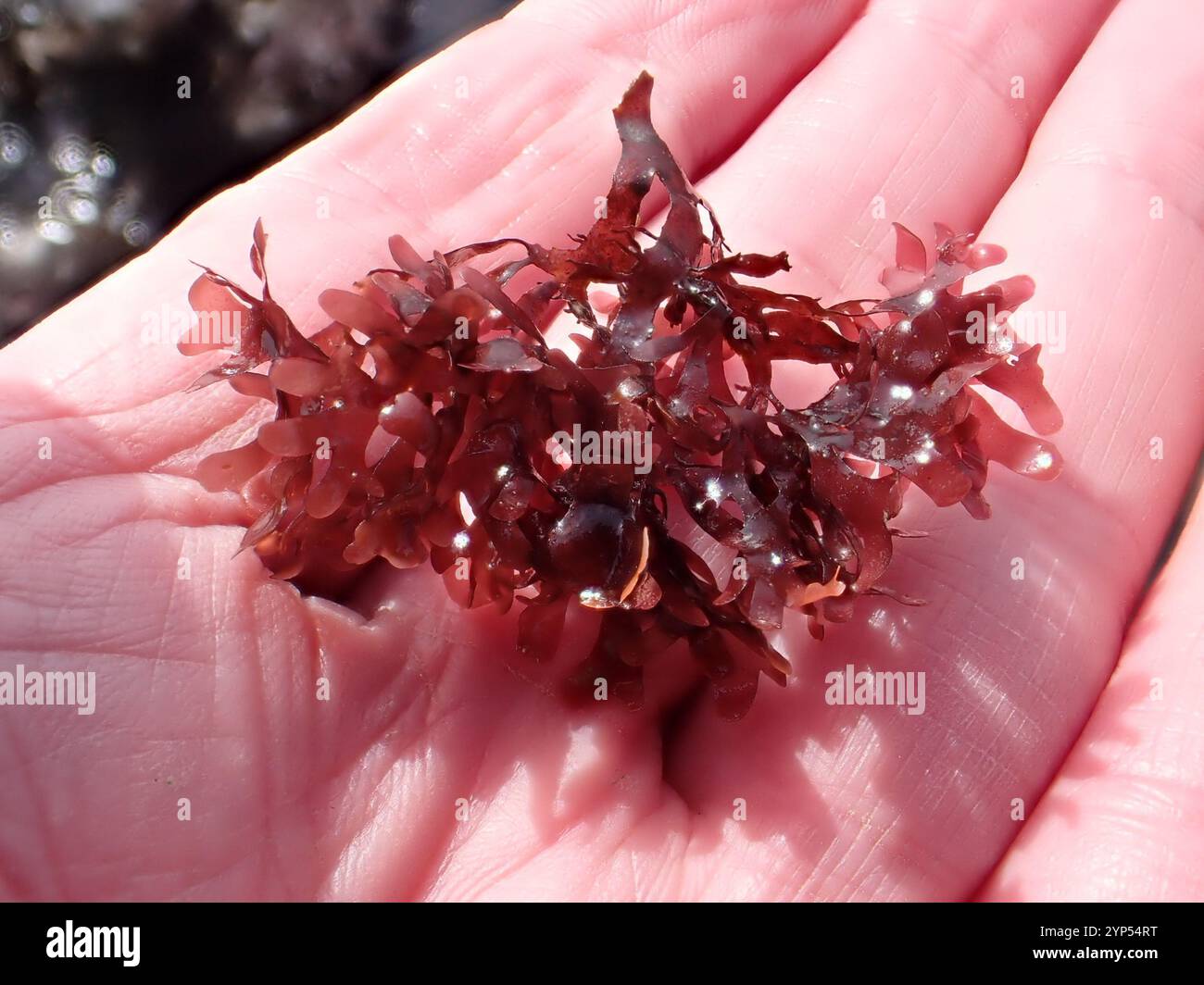red algae (Rhodophyta Stock Photo - Alamy
