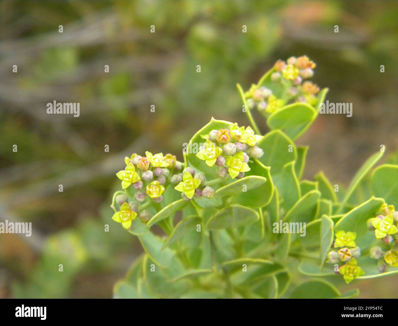 Cape Sumach (Colpoon compressum Stock Photo - Alamy