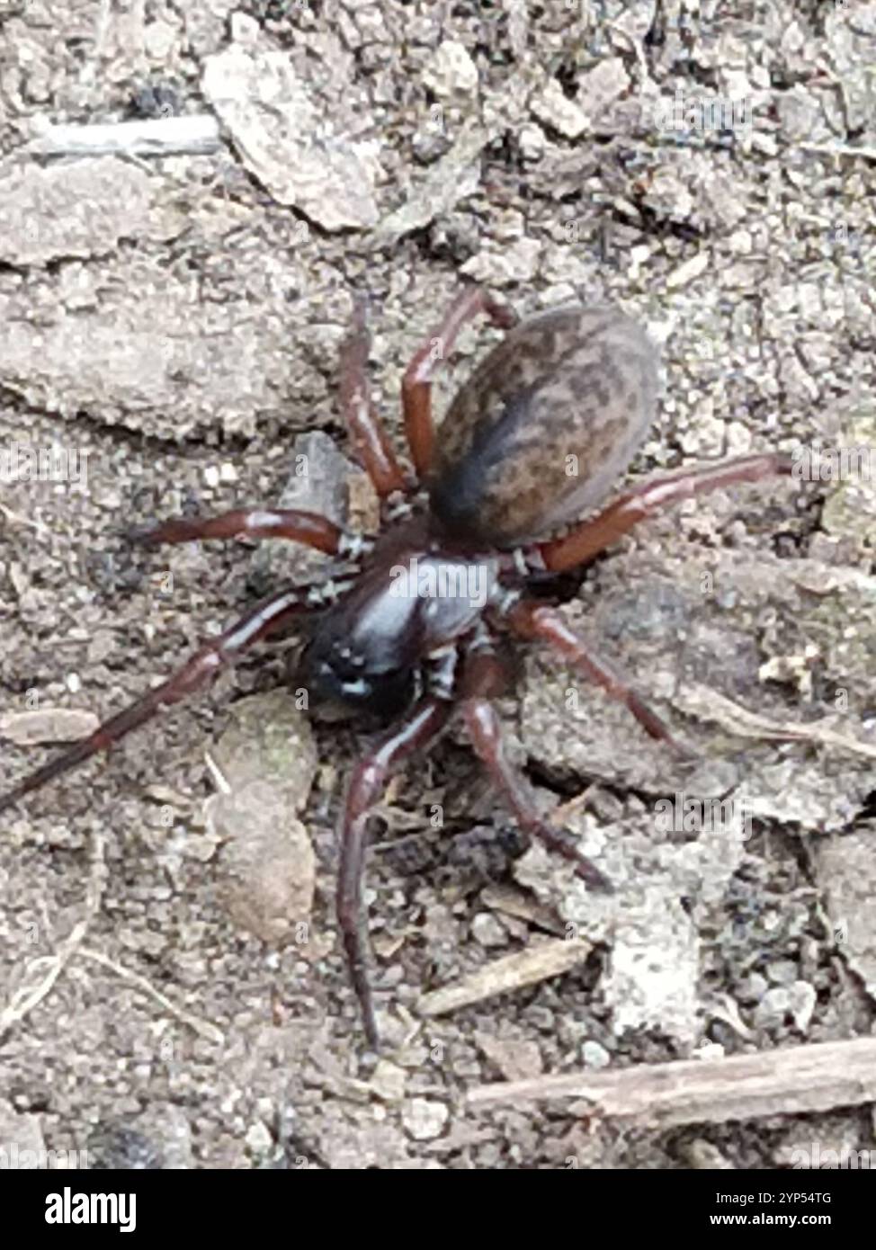 Black Laceweaver (Amaurobius ferox Stock Photo - Alamy