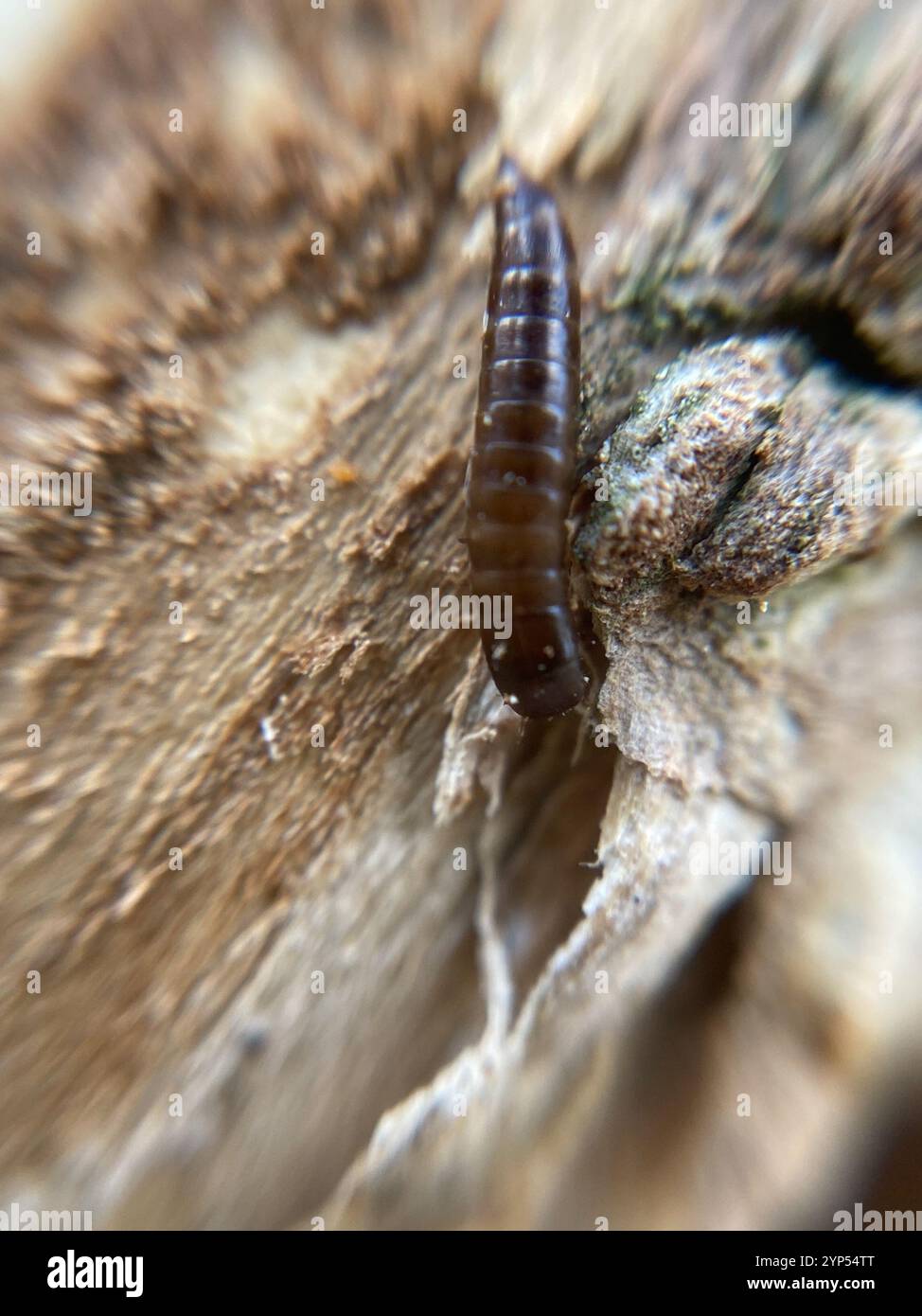 Water, Rove, Scarab, Long-horned, Leaf, and Snout Beetles (Polyphaga ...