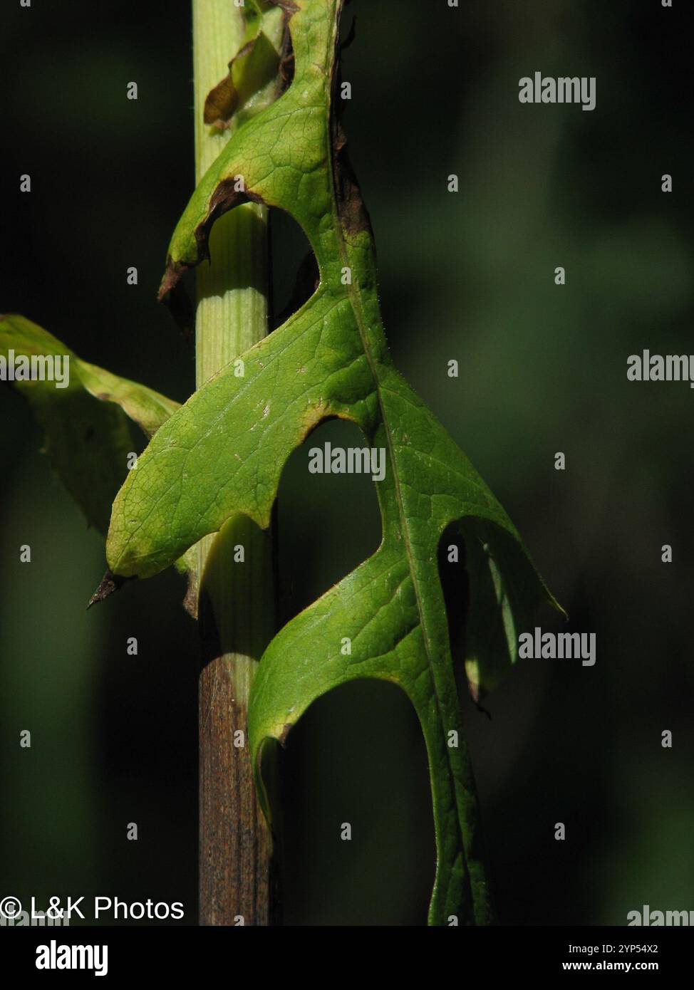 tall blue lettuce (Lactuca biennis Stock Photo - Alamy