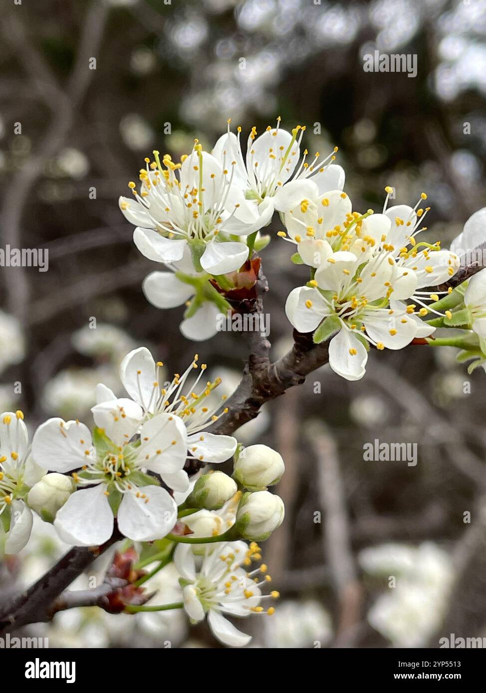 Mexican Plum (Prunus mexicana Stock Photo - Alamy