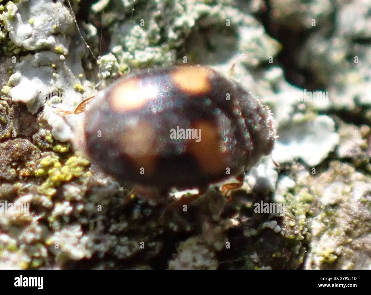 Four-spotted Nephus (Nephus quadrimaculatus Stock Photo - Alamy