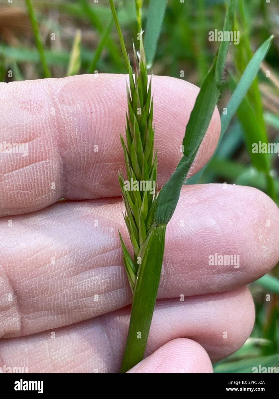 sweet vernal grass (Anthoxanthum odoratum Stock Photo - Alamy