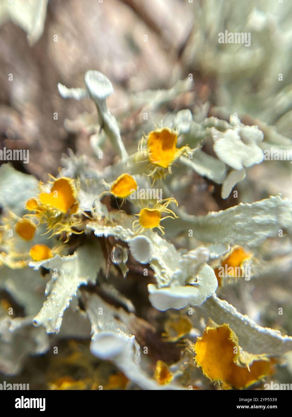Golden eye lichen hi-res stock photography and images - Alamy