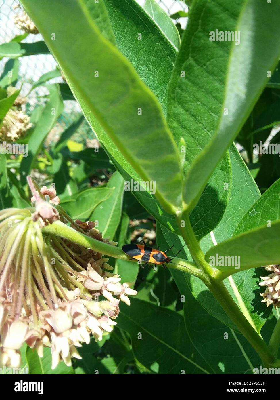Large Milkweed Bug (Oncopeltus fasciatus Stock Photo - Alamy