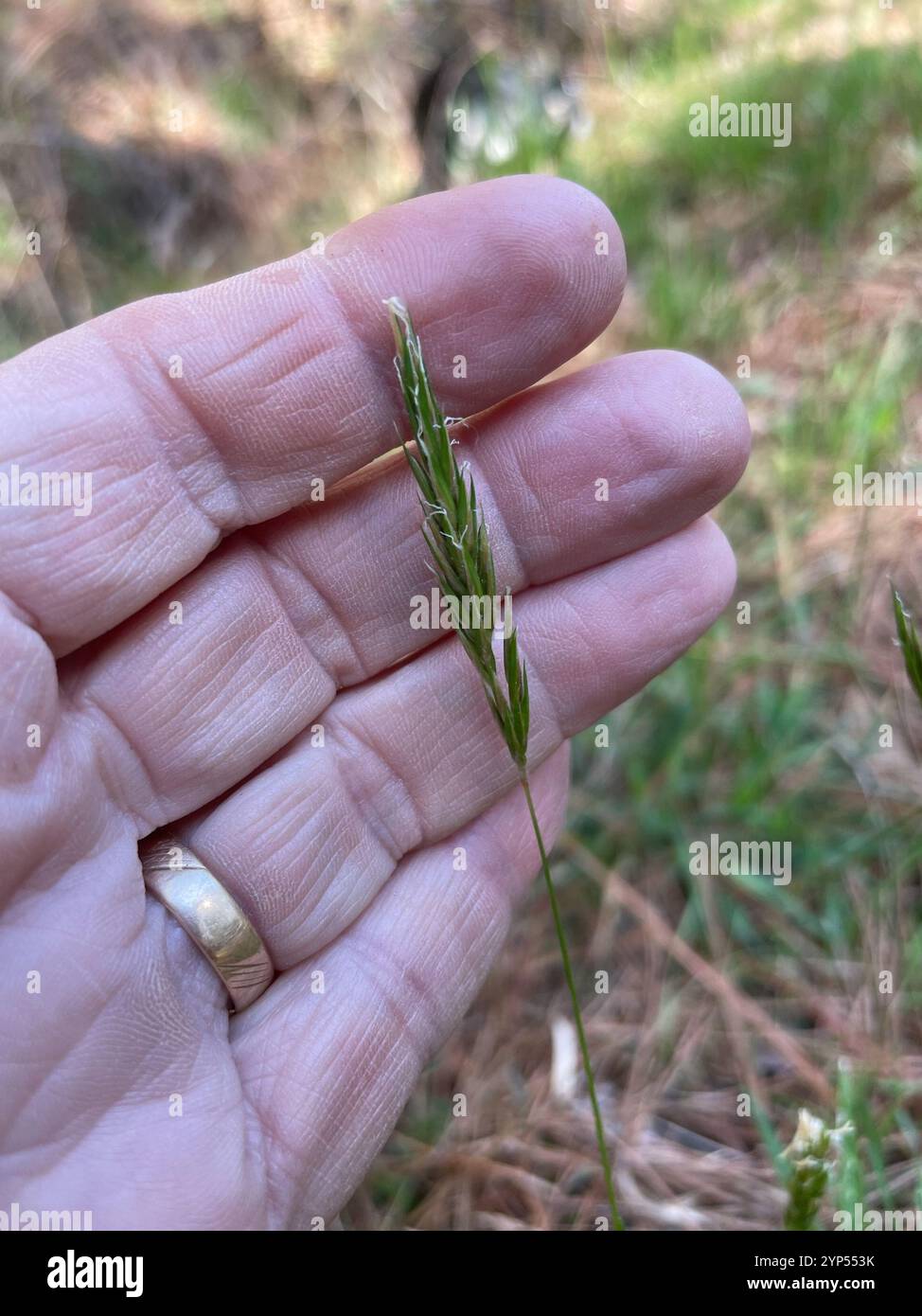sweet vernal grass (Anthoxanthum odoratum Stock Photo - Alamy