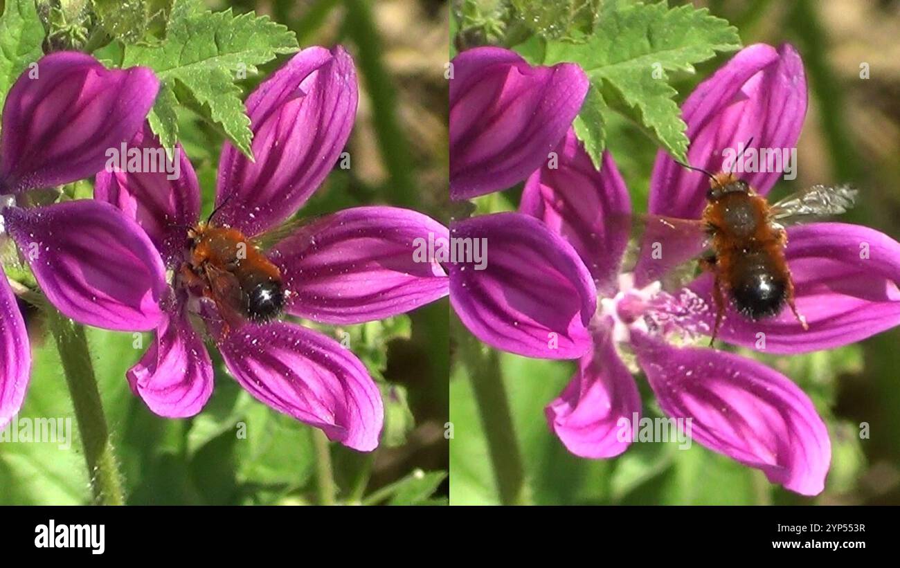 Mortar bee hi-res stock photography and images - Alamy