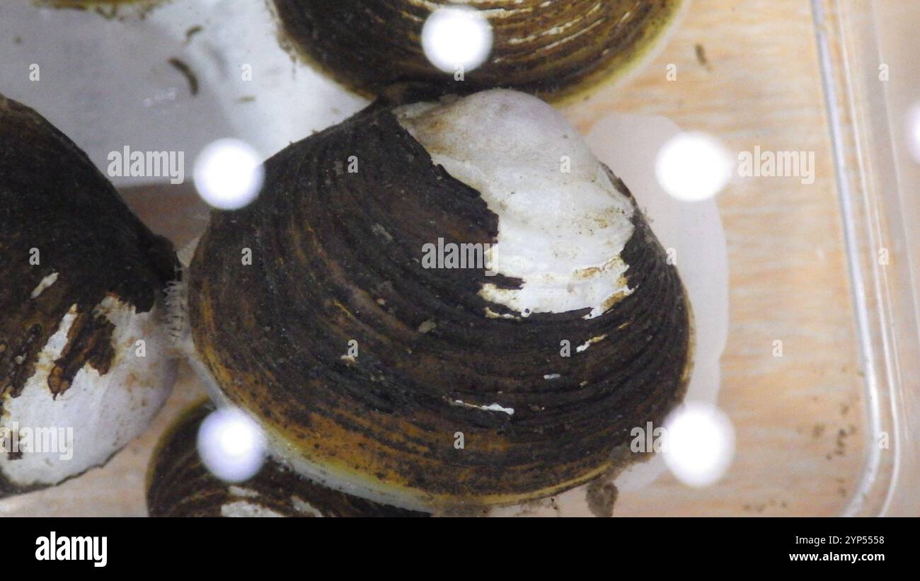 Asian Clam (Corbicula fluminea Stock Photo - Alamy