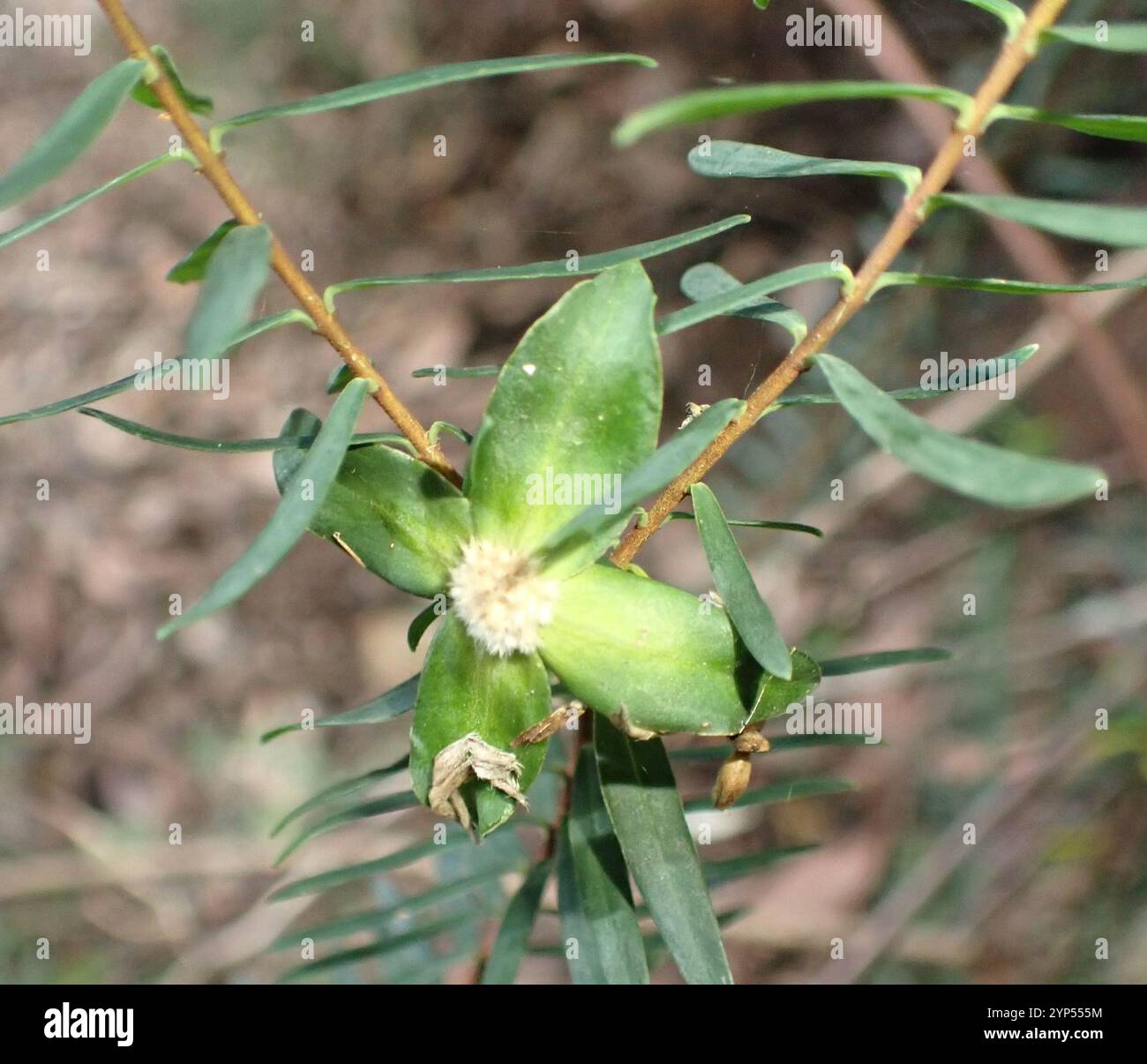Queen of the Bush (Pimelea linifolia Stock Photo - Alamy