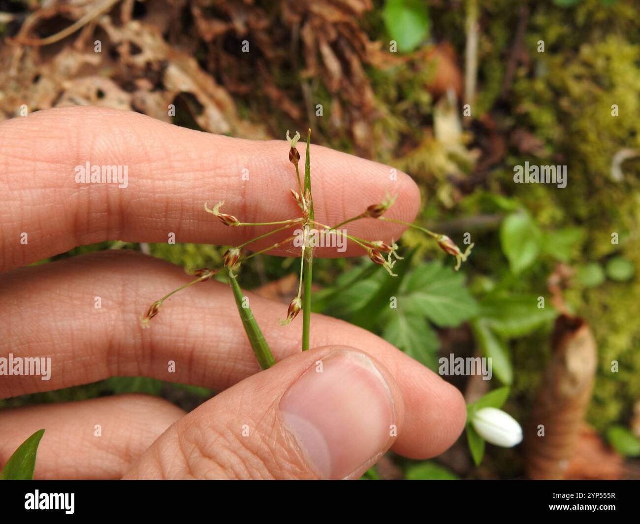 hairy woodrush (Luzula acuminata Stock Photo - Alamy