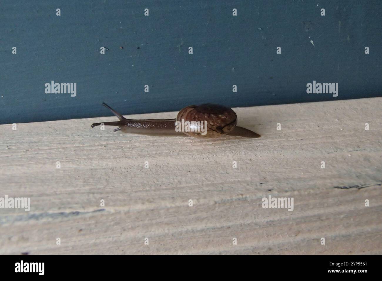 Common Southern Carnivorous Snail (Austrorhytida capillacea Stock Photo ...