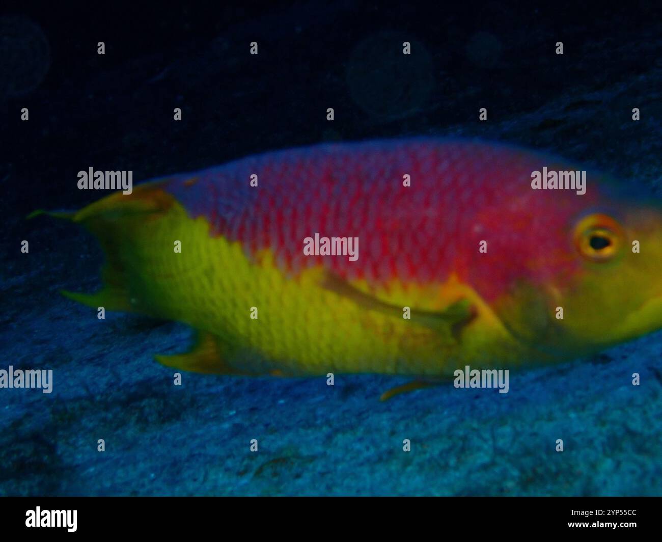 Spanish Hogfish (Bodianus rufus Stock Photo - Alamy