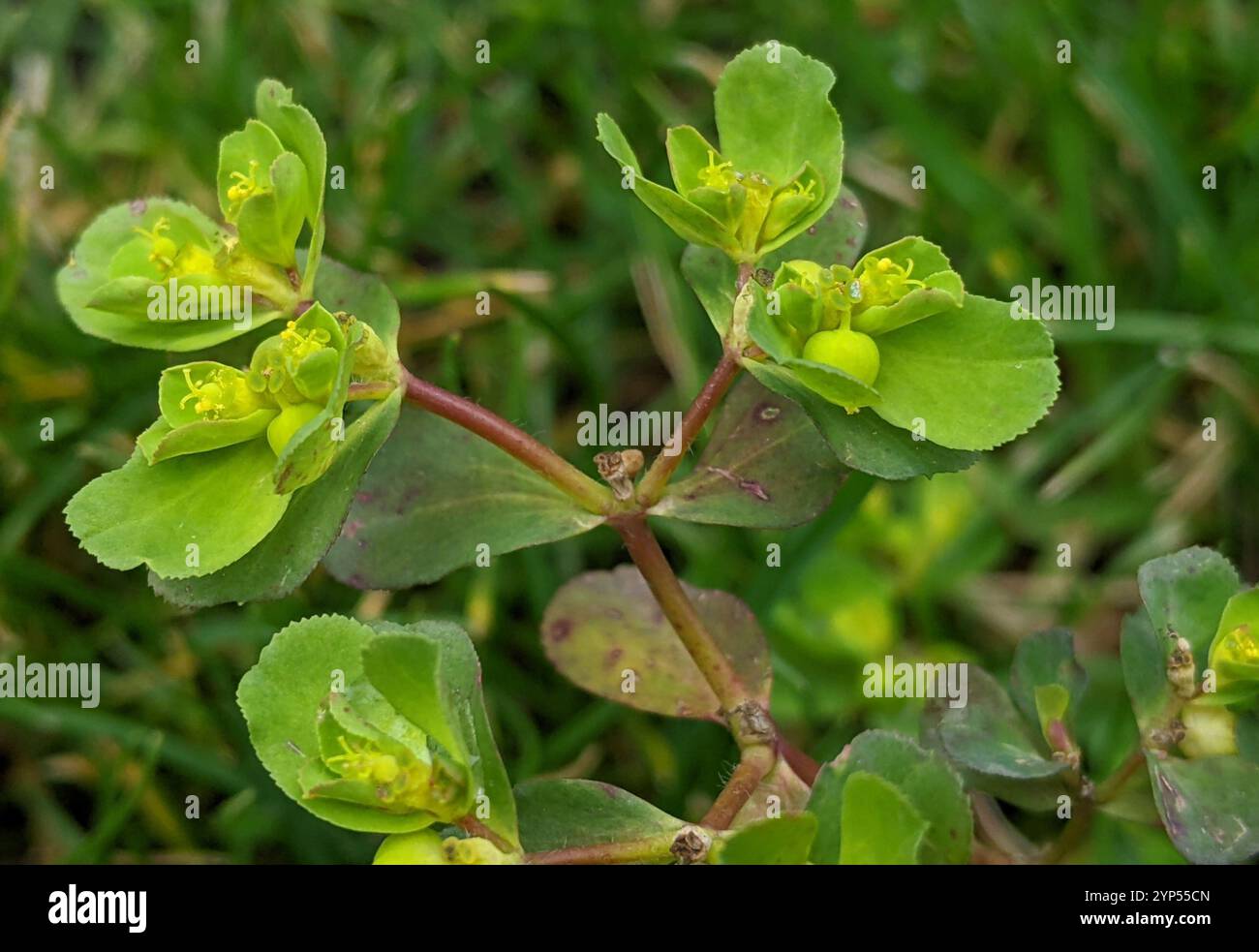 Sun spurge (Euphorbia helioscopia Stock Photo - Alamy