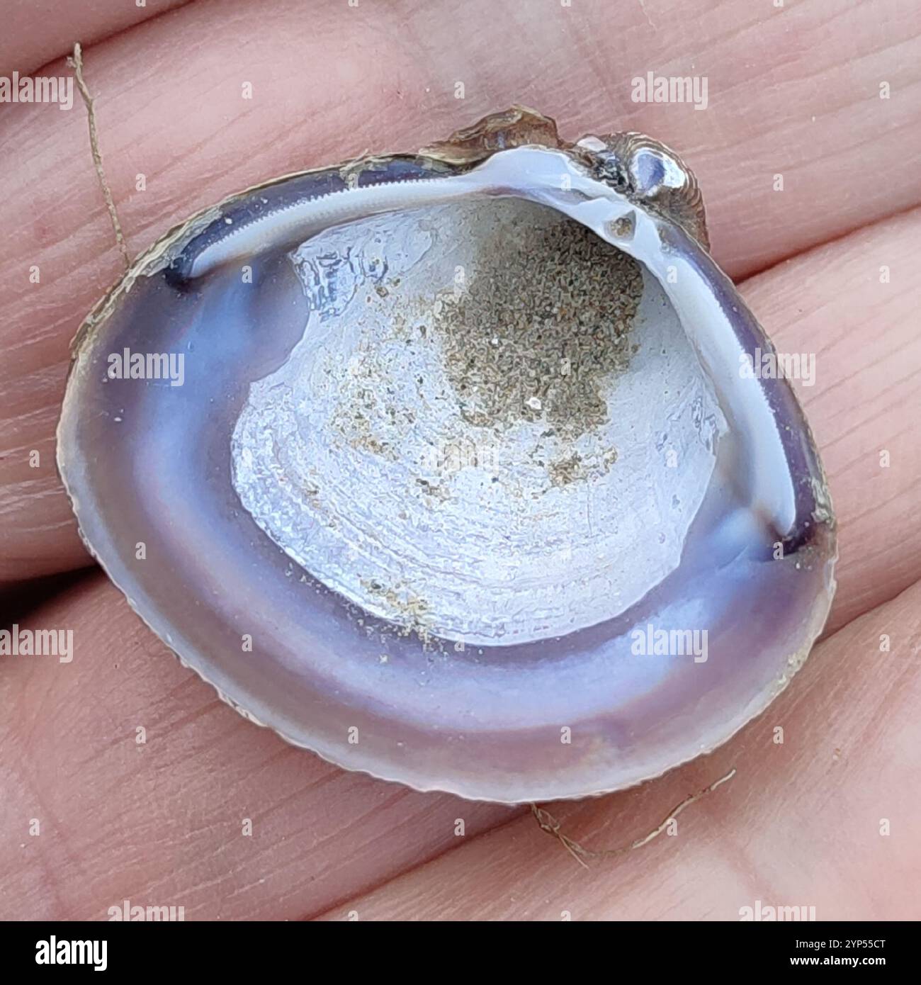 Asian Clam (Corbicula fluminea Stock Photo - Alamy