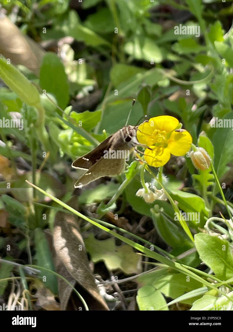 Lerodea hi-res stock photography and images - Alamy