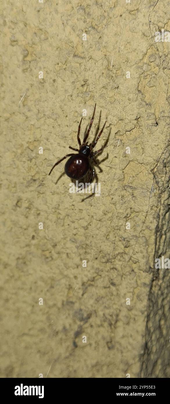 Rabbit Hutch Spider (Steatoda bipunctata Stock Photo - Alamy