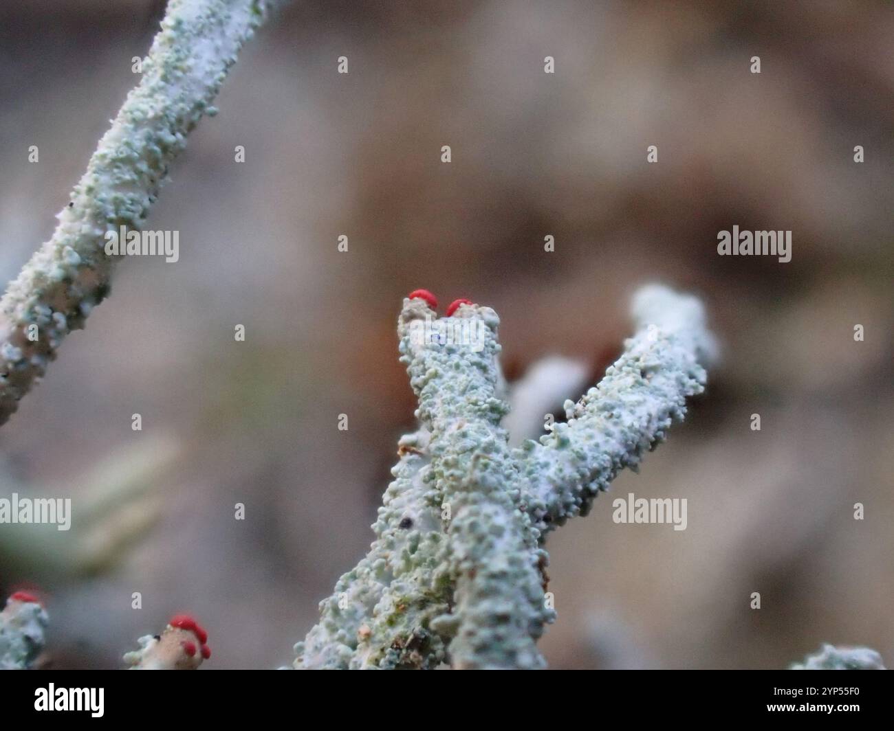 Gritty British soldiers lichen (Cladonia floerkeana Stock Photo - Alamy