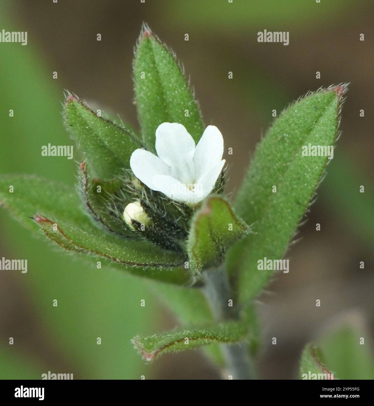 corn gromwell (Buglossoides arvensis Stock Photo - Alamy
