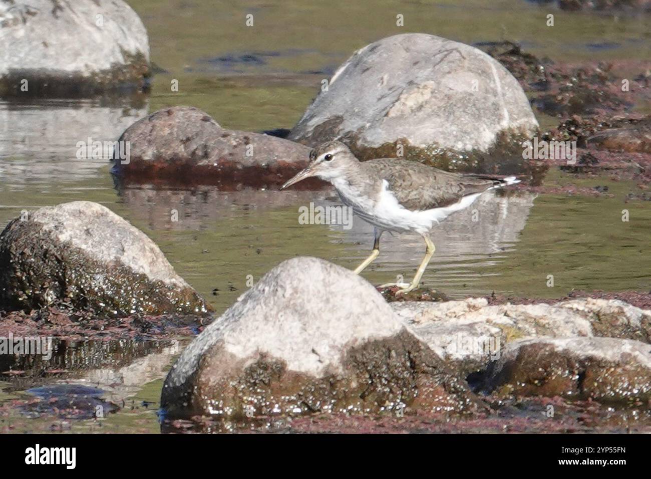 Spotted Sandpiper (Actitis macularius Stock Photo - Alamy