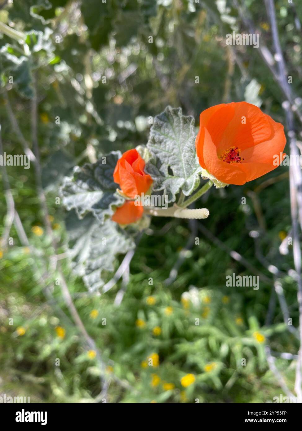 apricot mallow (Sphaeralcea ambigua Stock Photo - Alamy