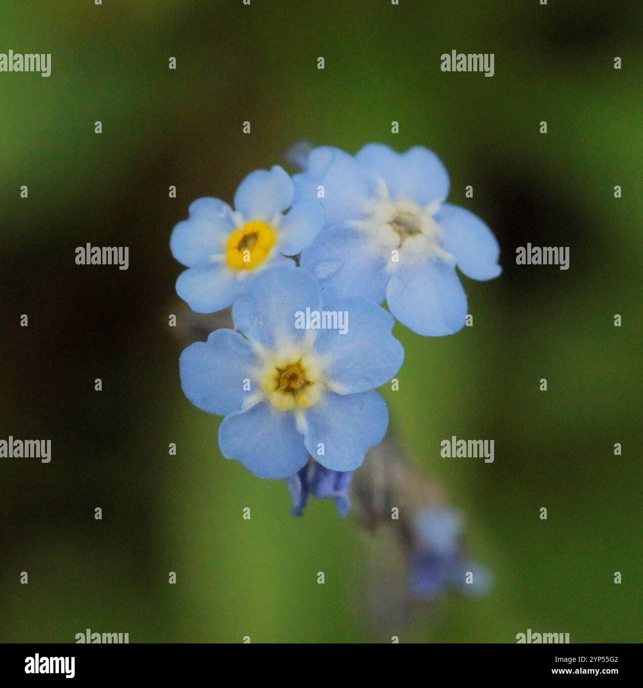 mountain forget-me-not (Myosotis asiatica Stock Photo - Alamy