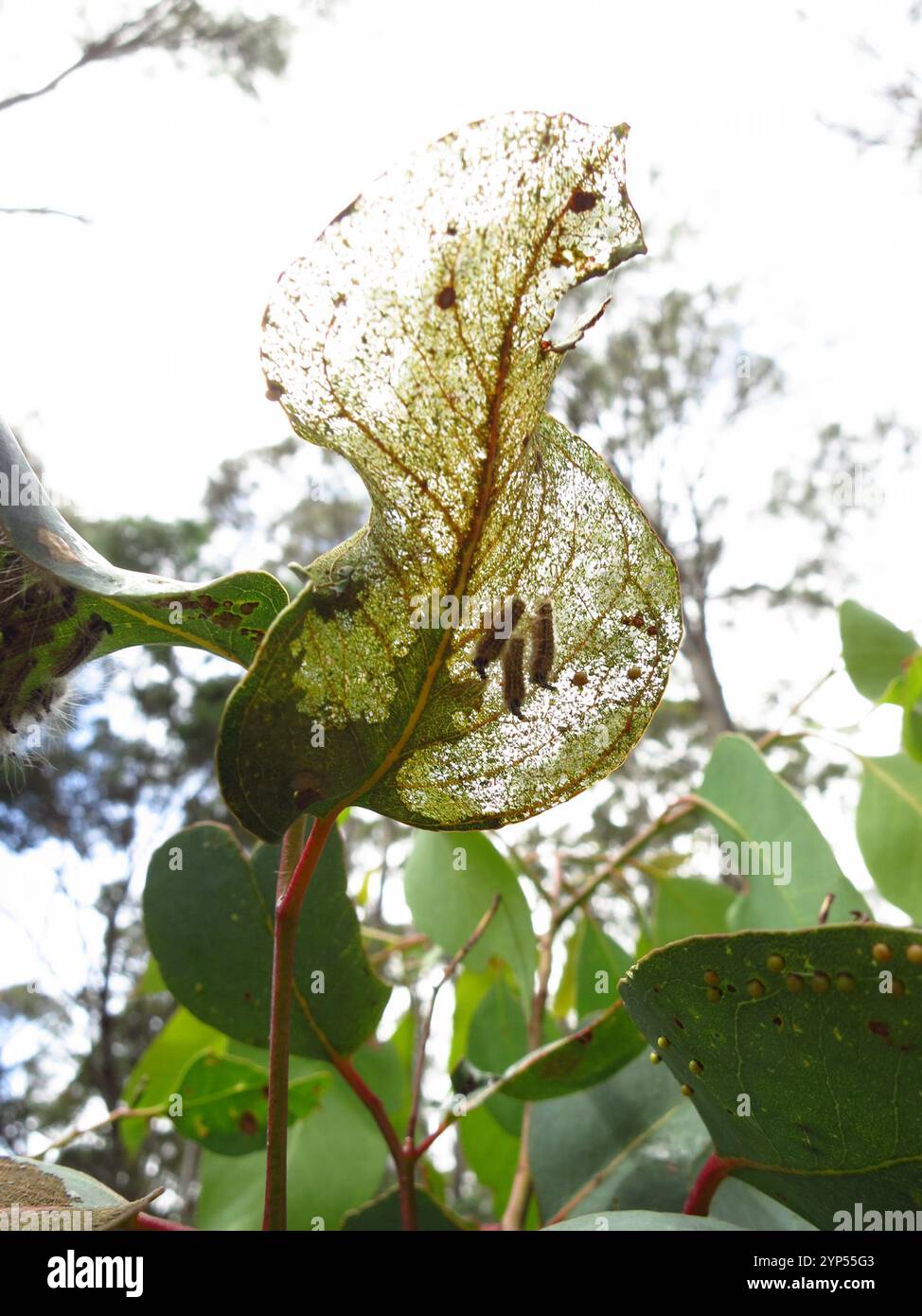 Gum Leaf Skeletonizer (Uraba lugens Stock Photo - Alamy