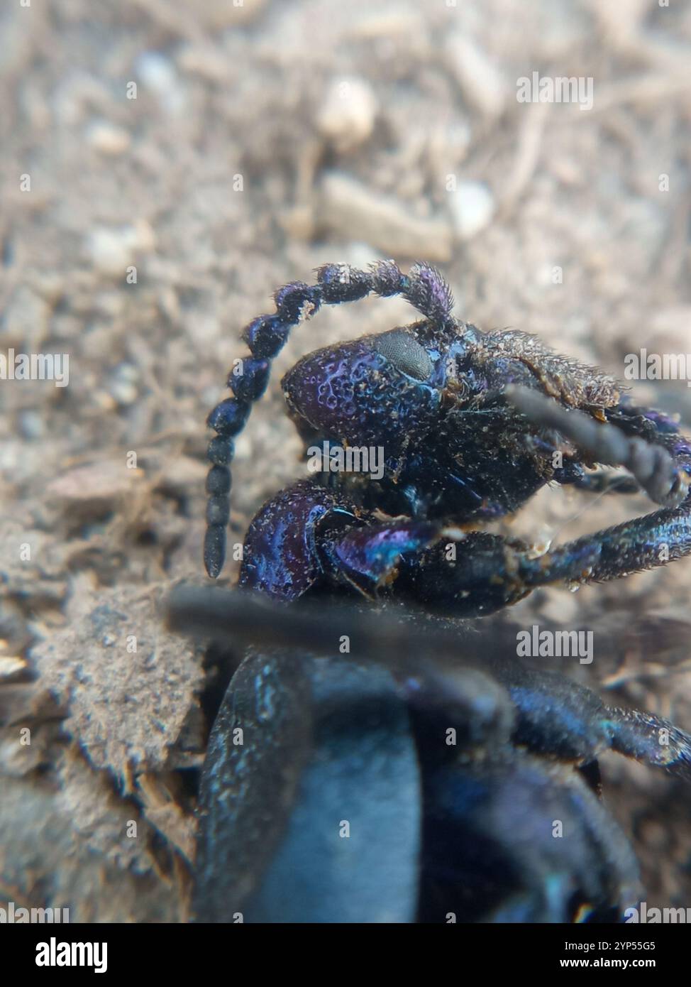 Black Oil Beetle (Meloe proscarabaeus Stock Photo - Alamy