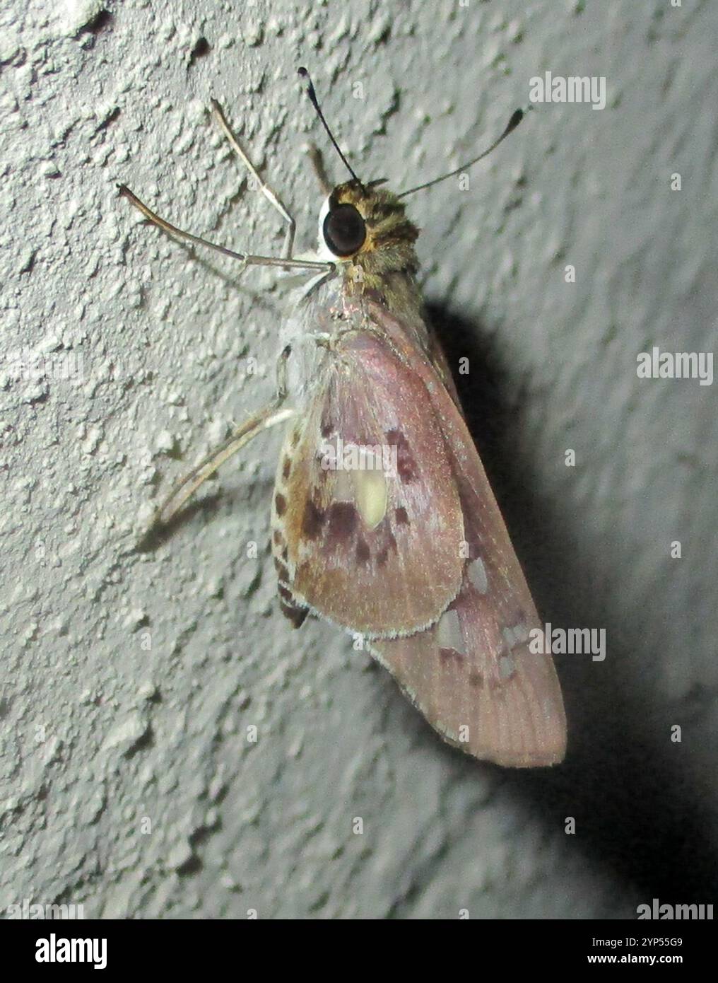 (Andronymus neander neander Stock Photo - Alamy