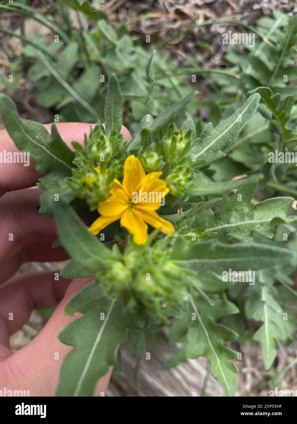 Engelmann daisy hi-res stock photography and images - Alamy