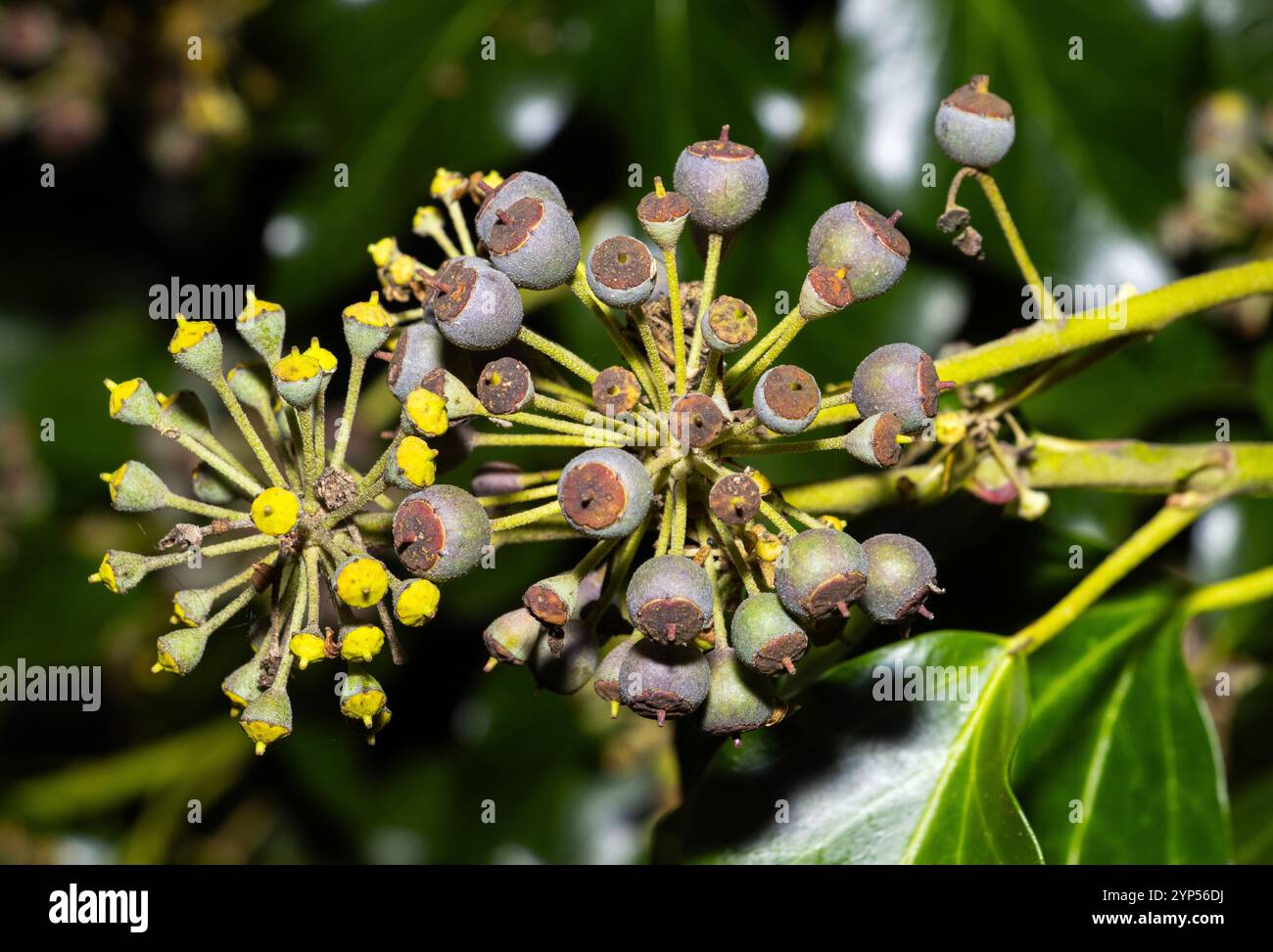 The Ivy is an evergreen climber common to woodlands and old building ...