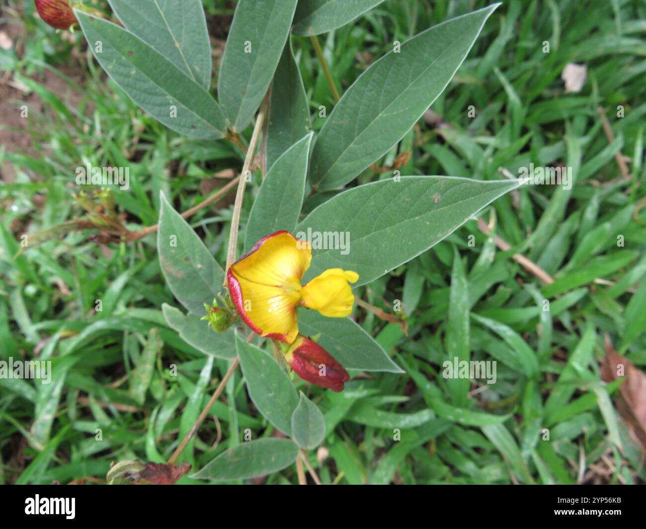 Pigeon Pea (Cajanus cajan Stock Photo - Alamy