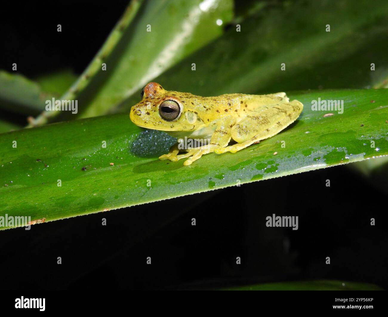 Boana tree frog hi-res stock photography and images - Alamy
