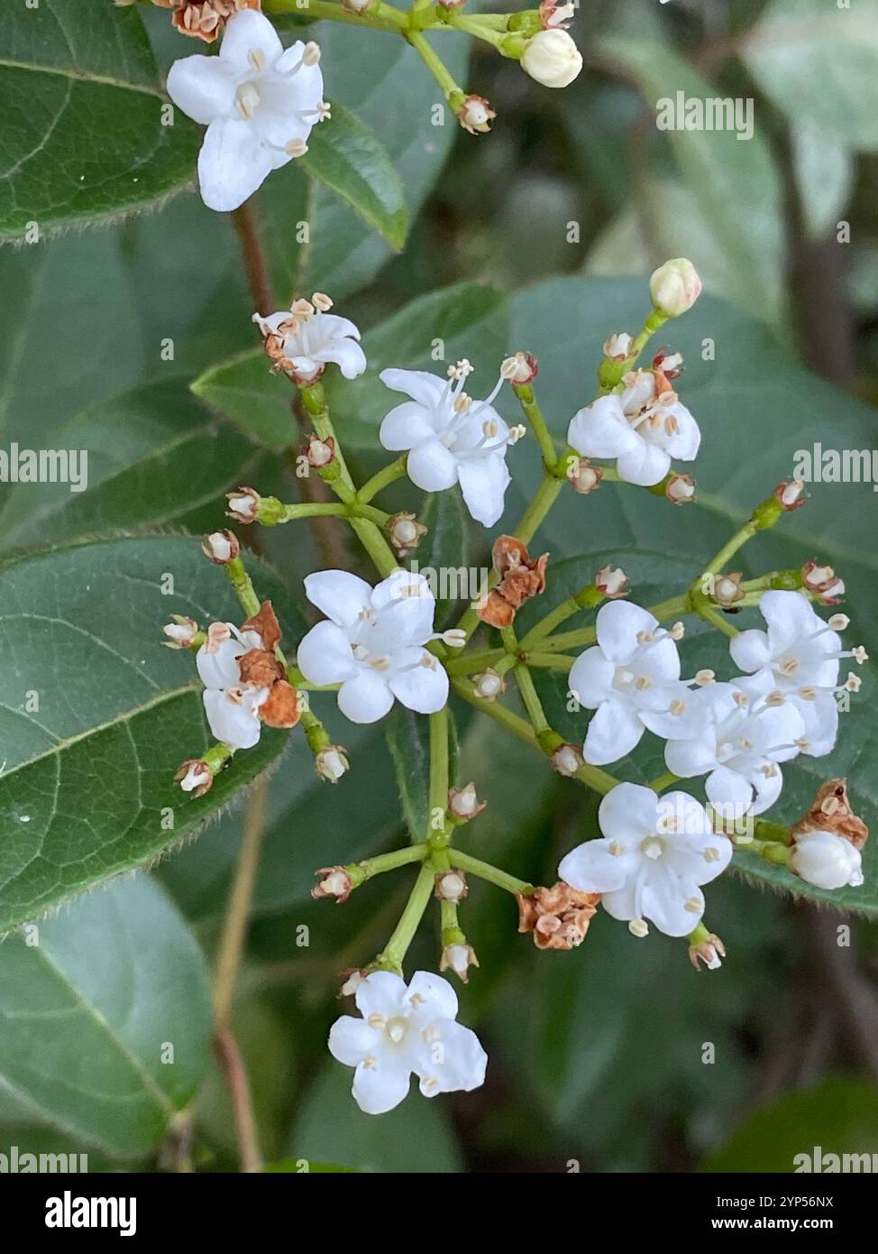 Laurustinus viburnum (Viburnum tinus Stock Photo - Alamy