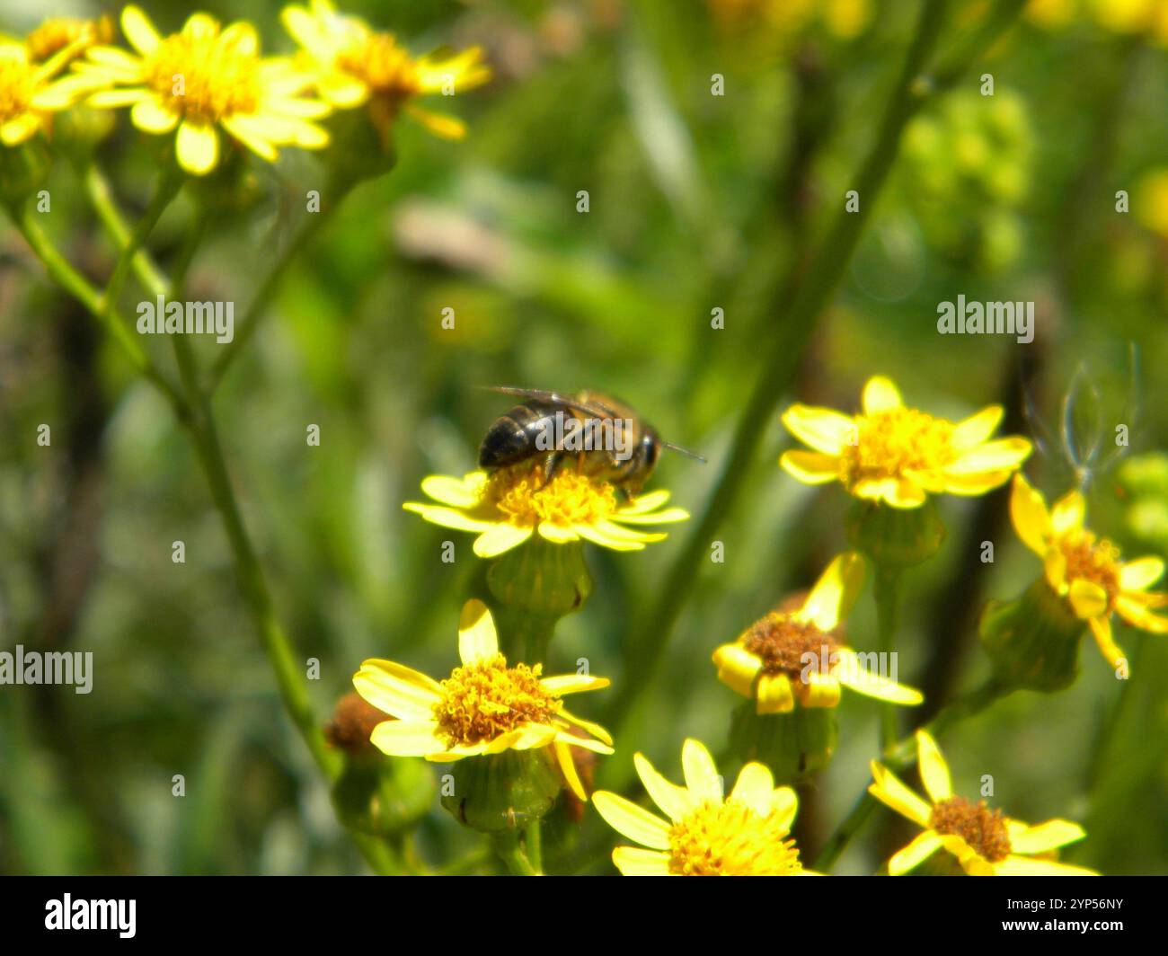 Cape Honey Bee (Apis mellifera capensis Stock Photo - Alamy