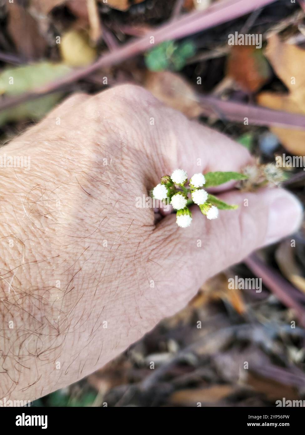 billygoat weed (Ageratum conyzoides Stock Photo - Alamy