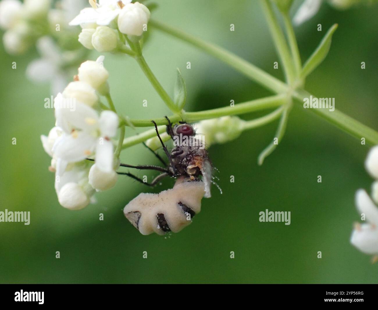 Fly Death Fungi (Entomophthora muscae Stock Photo - Alamy