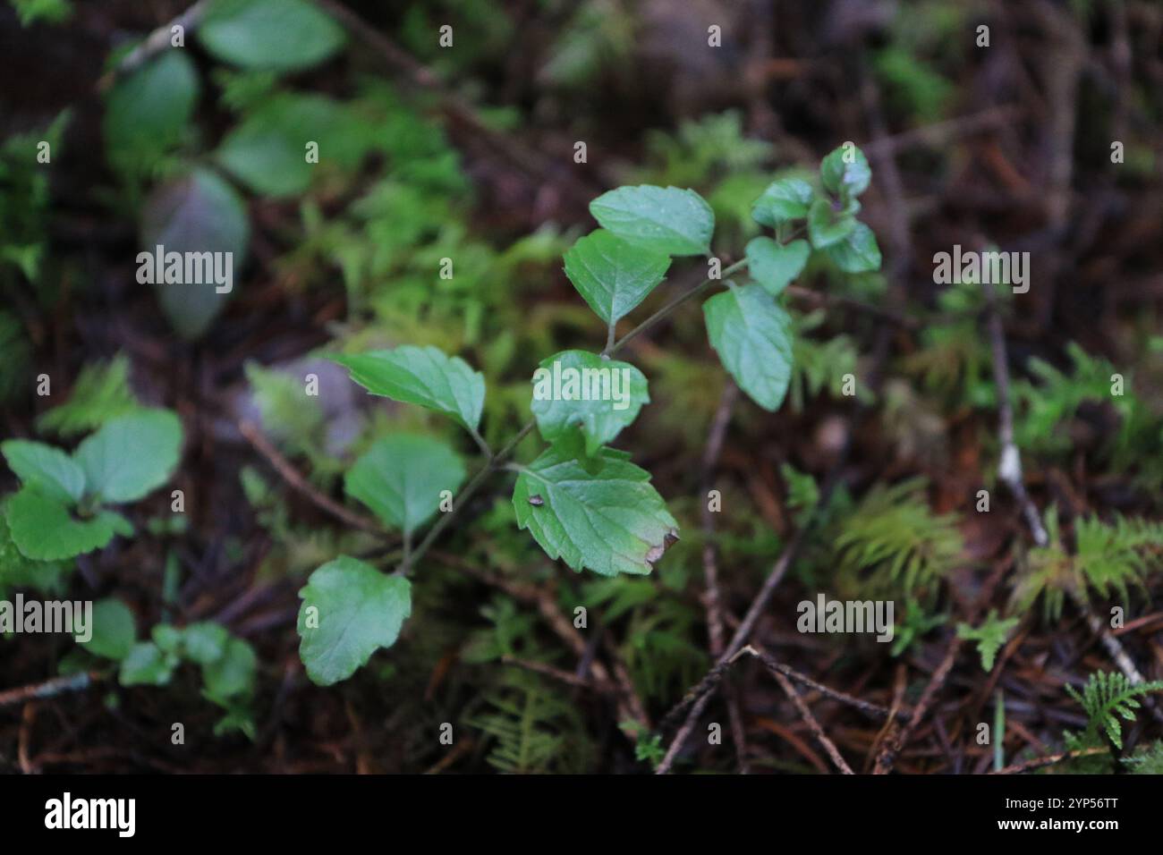 yerba buena (Clinopodium douglasii Stock Photo - Alamy