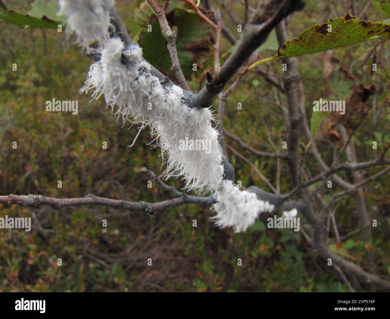 Prociphilus hi-res stock photography and images - Alamy