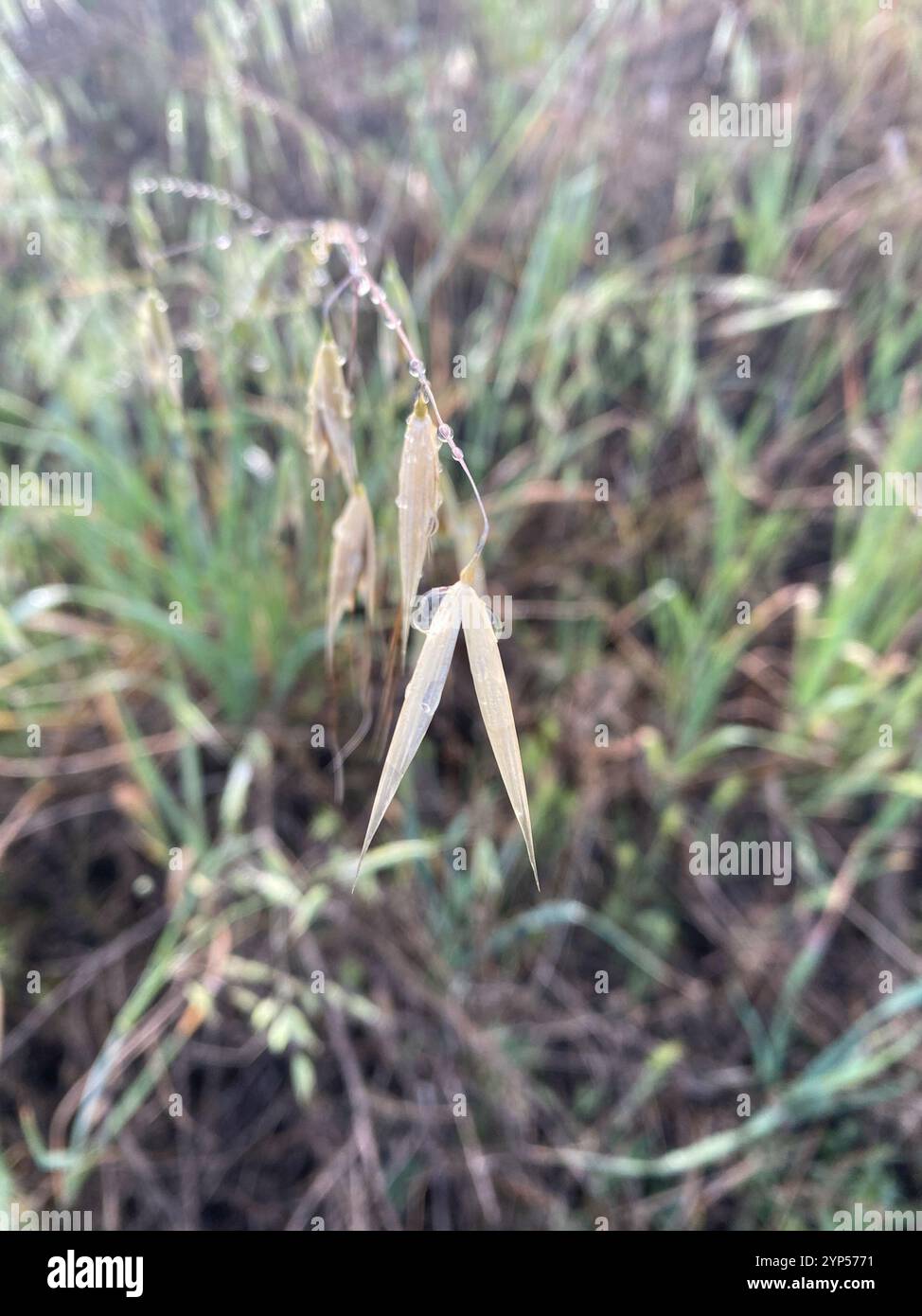 wild oat (Avena fatua Stock Photo - Alamy