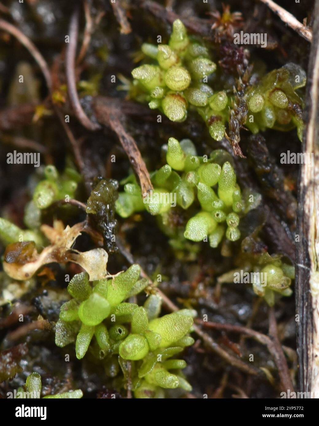 Texas Balloonwort (Sphaerocarpos texanus Stock Photo - Alamy