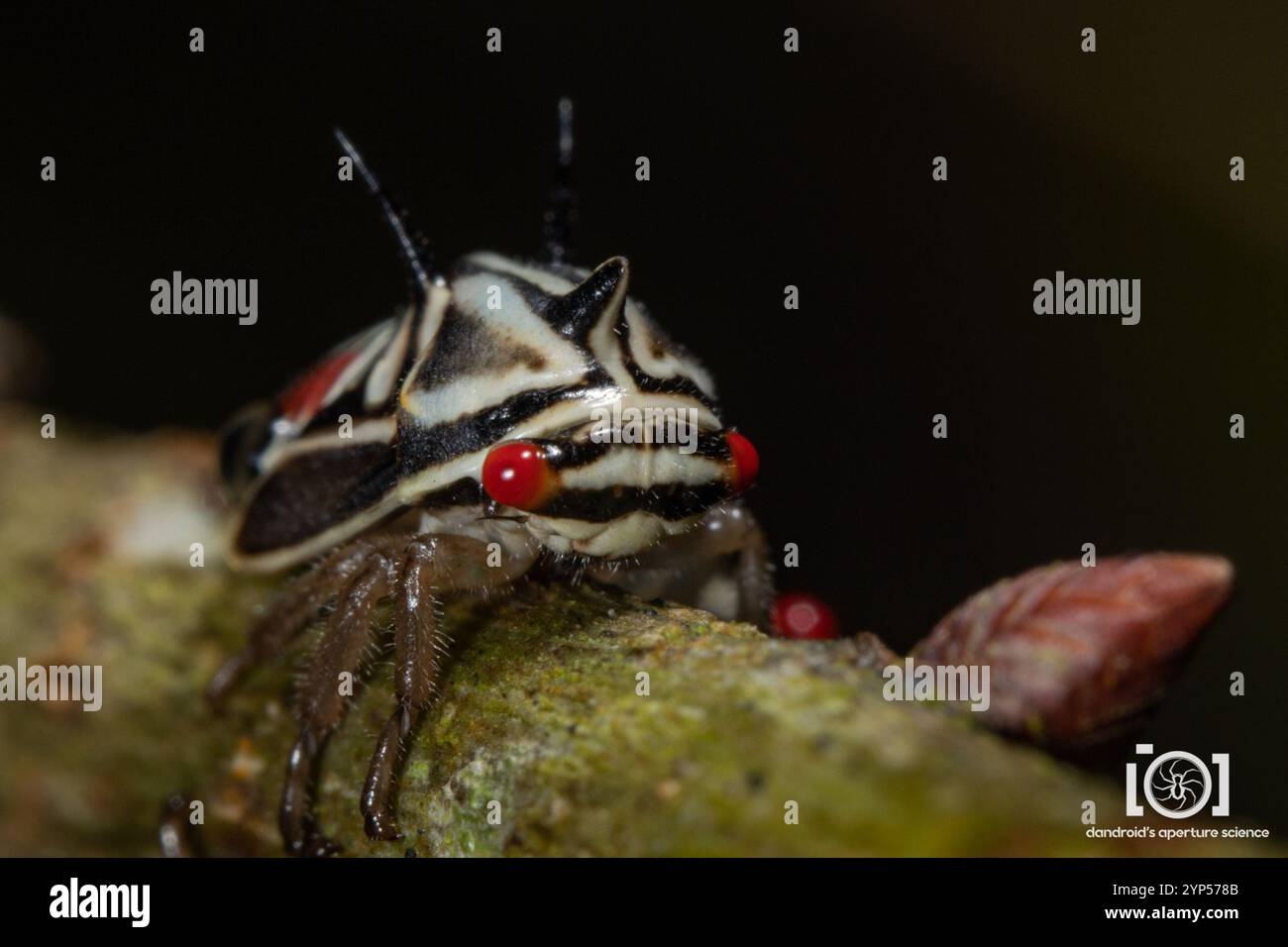 Oak Treehopper (Platycotis vittata Stock Photo - Alamy