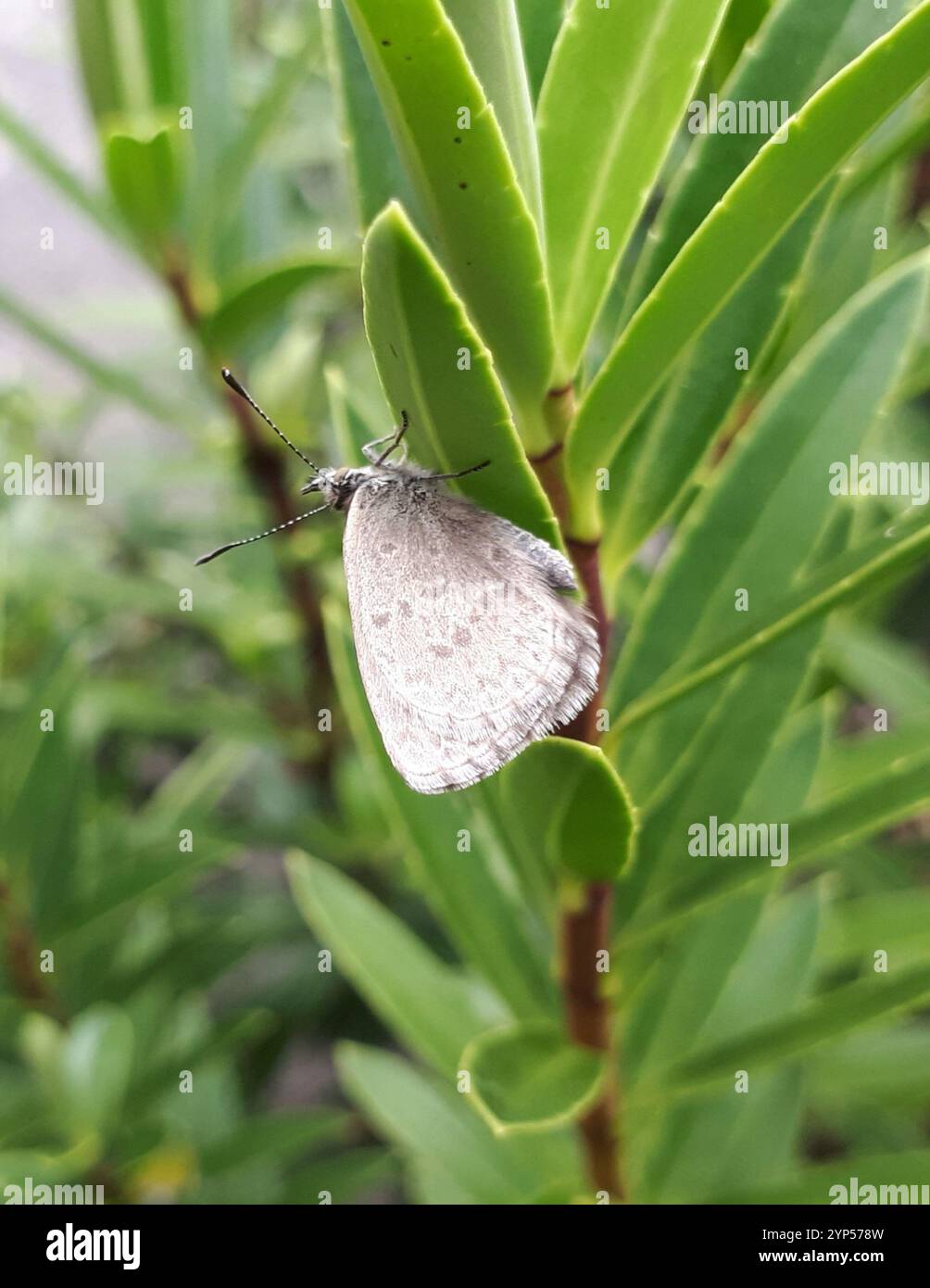 Common Grass-blue (Zizina otis labradus Stock Photo - Alamy