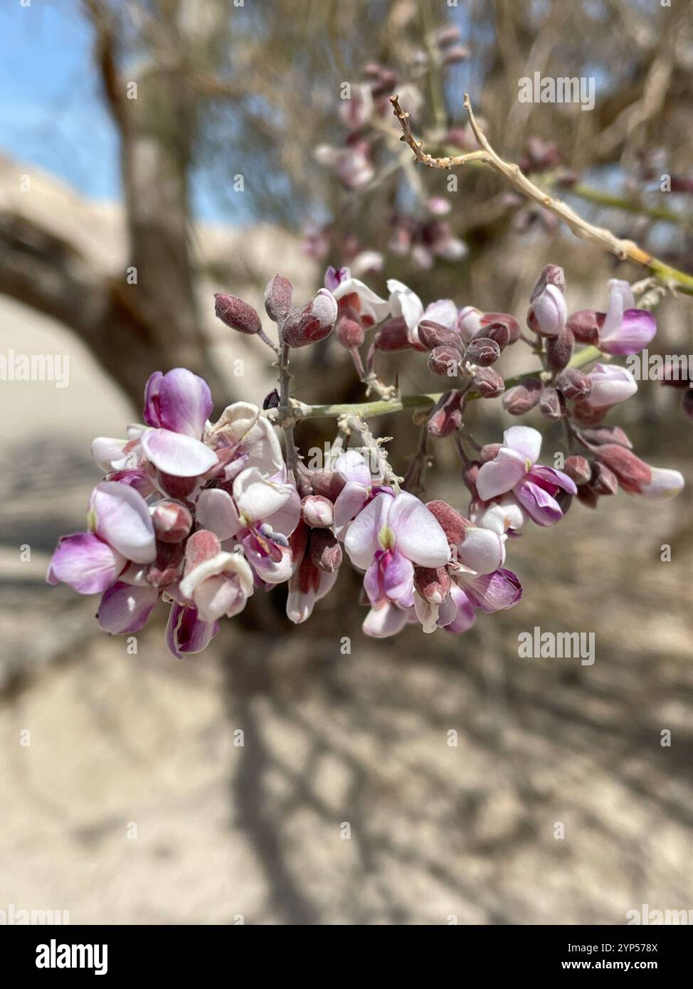 desert ironwood (Olneya tesota Stock Photo - Alamy