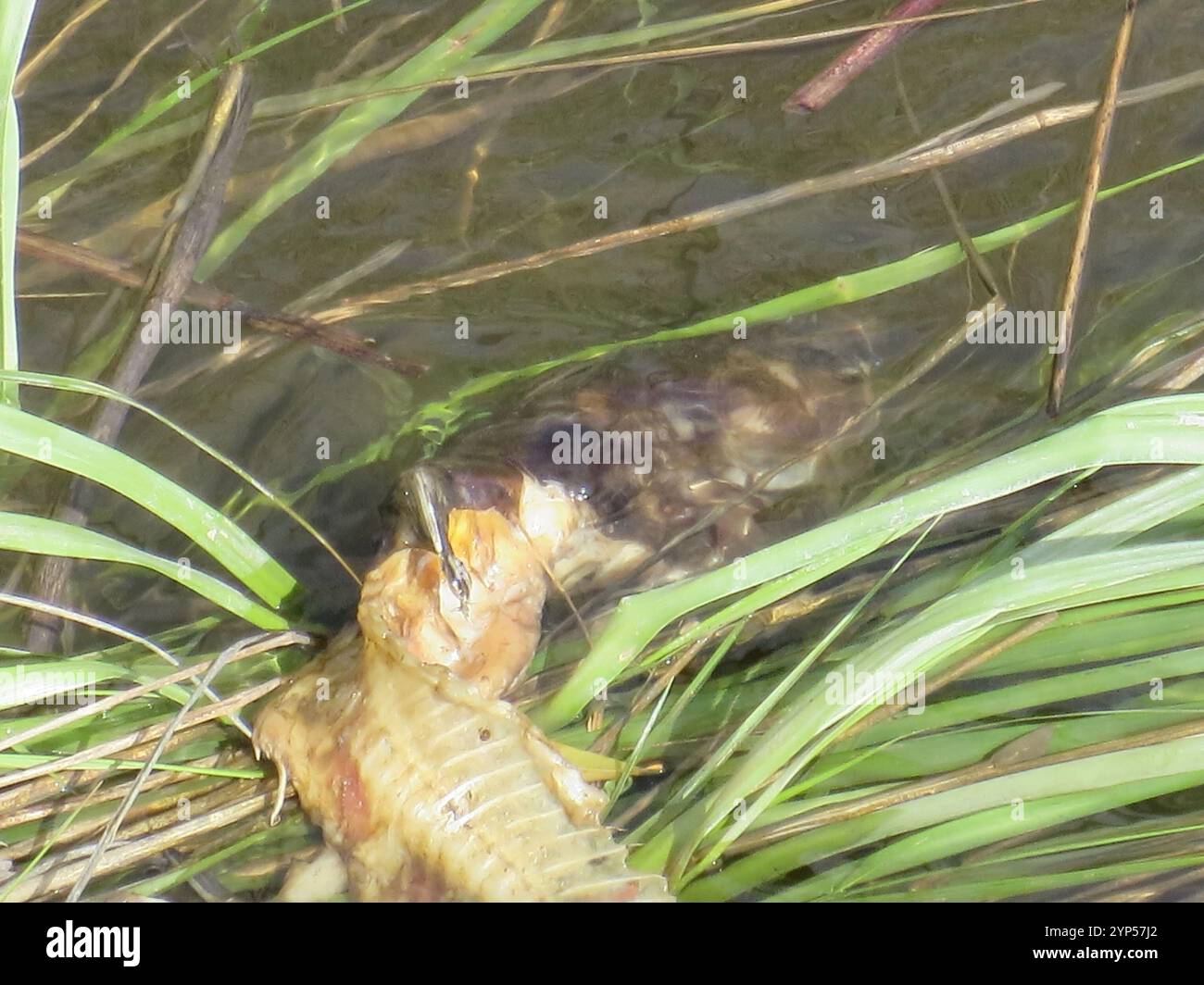Ray-finned Fishes (Actinopterygii Stock Photo - Alamy