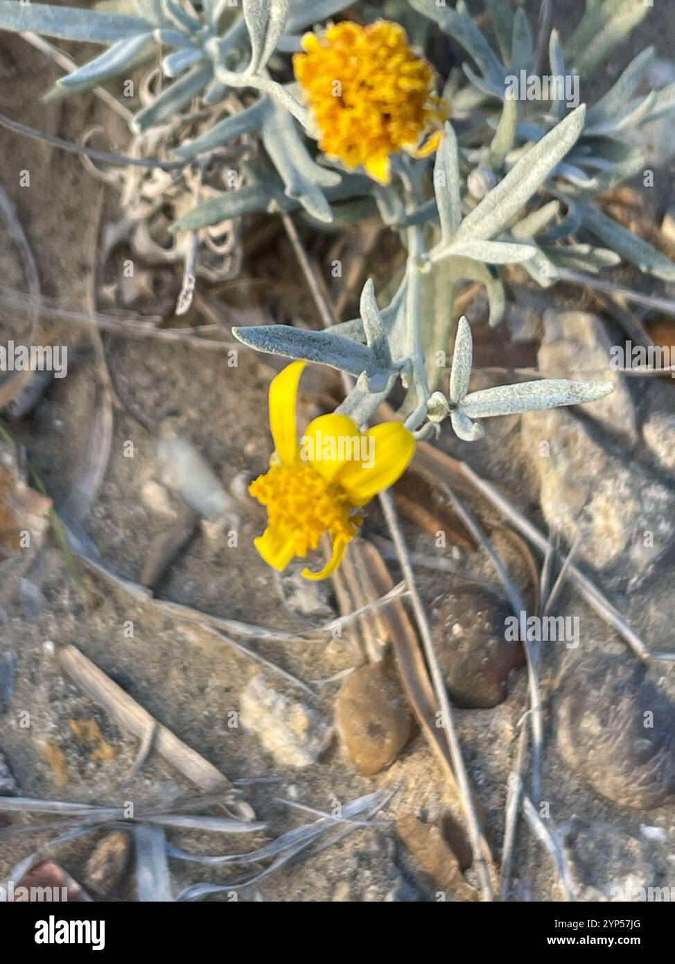 Bahia absinthifolia hi-res stock photography and images - Alamy