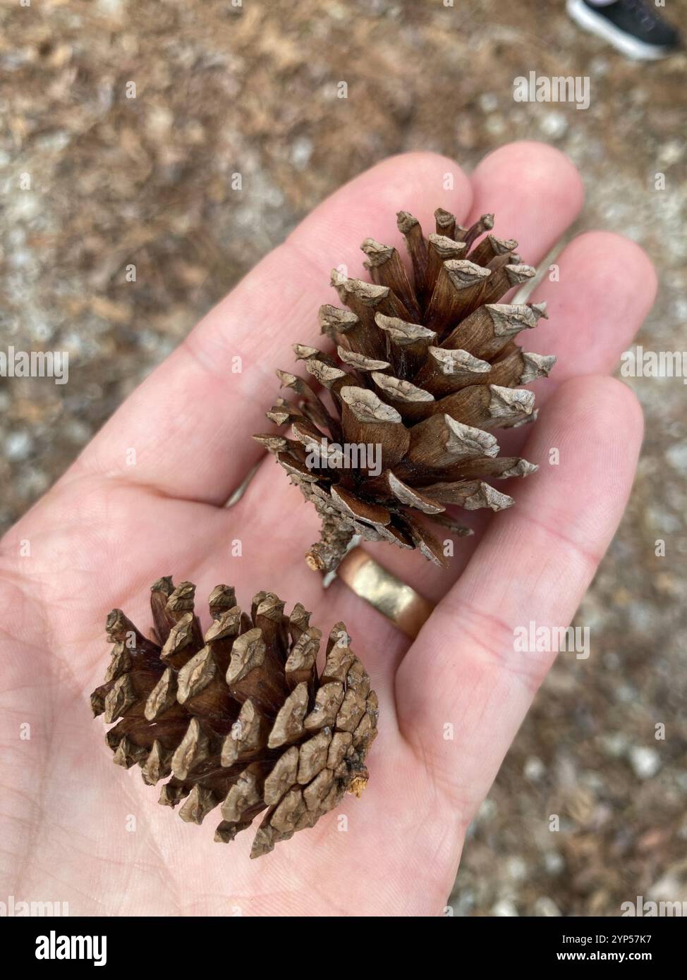 shortleaf pine (Pinus echinata Stock Photo - Alamy