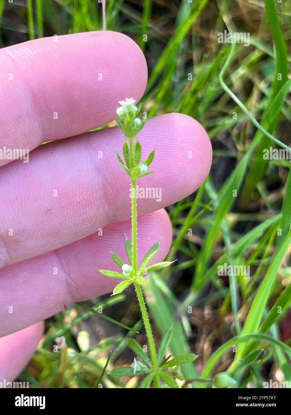Wall Bedstraw (Galium parisiense Stock Photo - Alamy