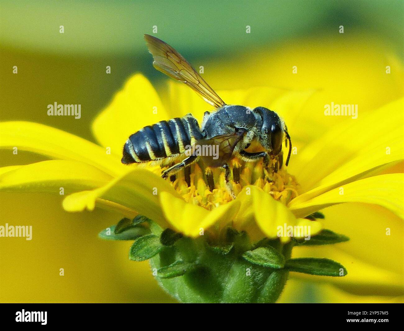Pugnacious Leafcutter Bee (Megachile pugnata Stock Photo - Alamy