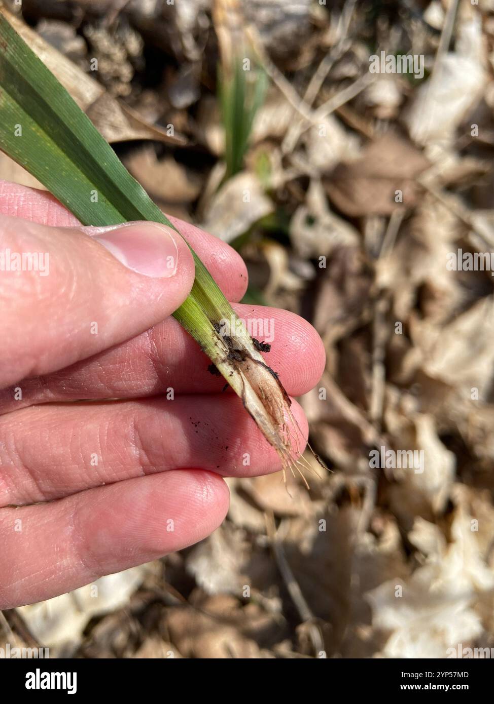 White Bear Sedge (Carex albursina Stock Photo - Alamy